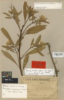 Jussiaea repens in Global Plants on JSTOR