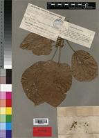 Cola gigantea in Global Plants on JSTOR