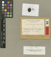 Takakia lepidozioides in Global Plants on JSTOR