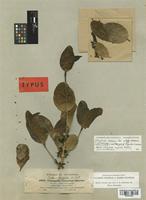 Strychnos innocua in Global Plants on JSTOR
