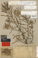 Jussiaea repens in Global Plants on JSTOR