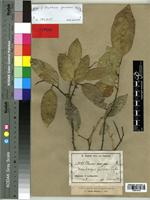 Strombosia glaucescens in Global Plants on JSTOR