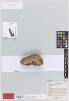 Pandanus candelabrum in Global Plants on JSTOR