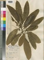 Terminalia avicennioides in Global Plants on JSTOR