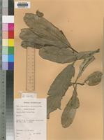 Terminalia avicennioides in Global Plants on JSTOR