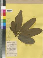 Terminalia avicennioides in Global Plants on JSTOR