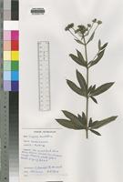 Lippia multiflora in Global Plants on JSTOR