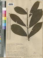 Alstonia boonei in Global Plants on JSTOR