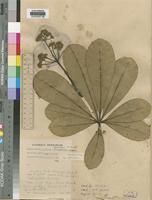 Alstonia boonei in Global Plants on JSTOR