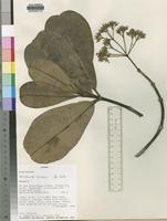 Alstonia boonei in Global Plants on JSTOR