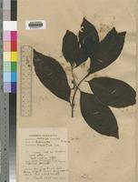 Morinda lucida in Global Plants on JSTOR