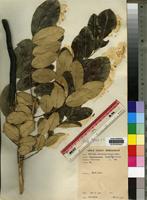 Swartzia madagascariensis in Global Plants on JSTOR