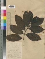 Morinda lucida in Global Plants on JSTOR