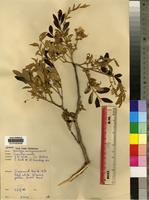 Swartzia madagascariensis in Global Plants on JSTOR