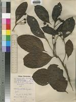 Morinda lucida in Global Plants on JSTOR