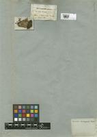 Bombax buonopozense in Global Plants on JSTOR