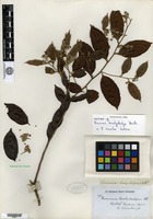 Parinari excelsa in Global Plants on JSTOR
