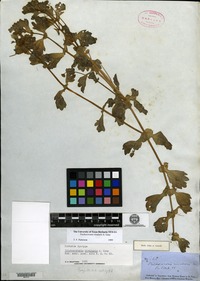 Trichocoronis rivularis in Global Plants on JSTOR