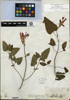 Holotype of Salvia orizabensis Fernald [family LAMIACEAE] on JSTOR