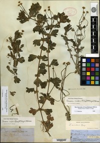 Trichocoronis rivularis in Global Plants on JSTOR