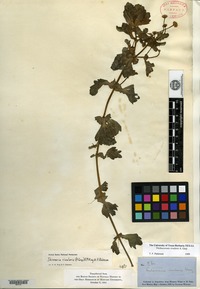 Trichocoronis rivularis in Global Plants on JSTOR