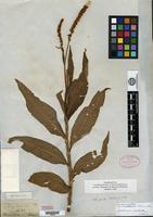 Polygonum acuminatum in Global Plants on JSTOR