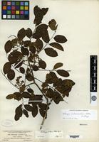 Dalbergia sp. in Global Plants on JSTOR