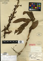 Holotype of Habenaria oreophila Greenman [family ORCHIDACEAE] on JSTOR