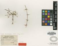 Syntype of Acanthophyllum elatius Bunge ex Boiss. [family ...