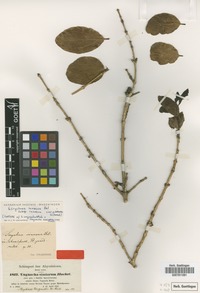 Strychnos innocua in Global Plants on JSTOR