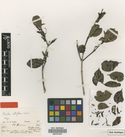Isotype of Qualea albiflora Warm. [family VOCHYSIACEAE] on JSTOR