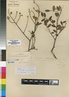 Dialium schlechteri in Global Plants on JSTOR