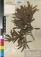 Euclea schimperi in Global Plants on JSTOR