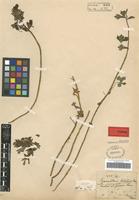 Syntype of Cyananthus integer Wall. ex Royle [family CAMPANULACEAE] on ...