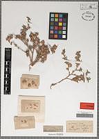 Syntype of Lepidagathis pungens Nees [family ACANTHACEAE] on JSTOR