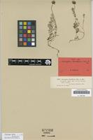 Syntype of Astragalus densiflorus Kar. & Kir. [family FABACEAE] on JSTOR