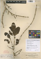 Strychnos innocua in Global Plants on JSTOR