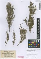 Juniperus procera in Global Plants on JSTOR