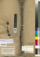 Acacia bussei in Global Plants on JSTOR