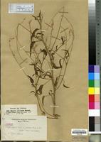 Digera arvensis in Global Plants on JSTOR