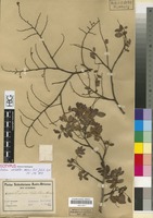 Dialium schlechteri in Global Plants on JSTOR