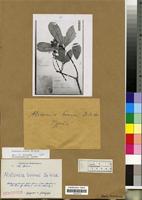 Alstonia boonei in Global Plants on JSTOR