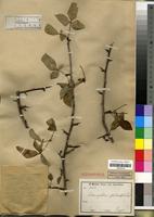 Commiphora pteleifolia in Global Plants on JSTOR