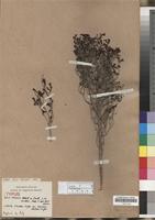 Erica trivialis in Global Plants on JSTOR