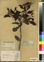 Parinari excelsa in Global Plants on JSTOR