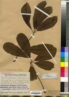 Bombax buonopozense in Global Plants on JSTOR