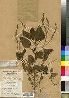 Digera arvensis in Global Plants on JSTOR