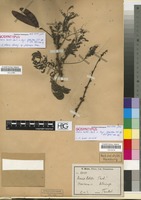 Acacia hockii in Global Plants on JSTOR