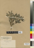 Mitracarpus scaber in Global Plants on JSTOR