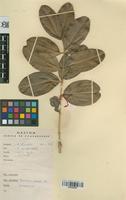 Strychnos innocua in Global Plants on JSTOR